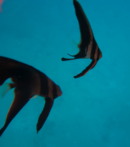 Juvenile Batfish | Project Noah