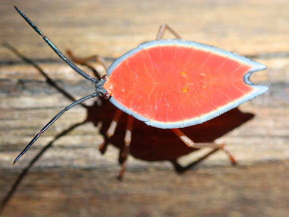 Lychee stink bug | Project Noah