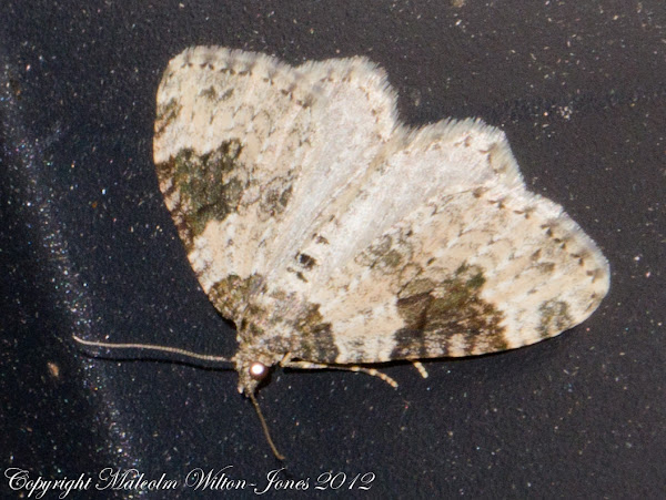 Garden Carpet Moth | Project Noah