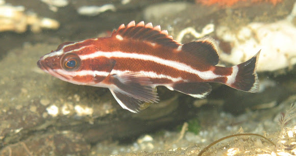 Juvenile Yelloweye Rockfish | Project Noah