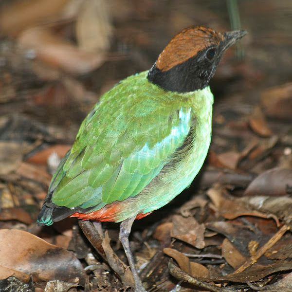 Hooded Pitta | Project Noah