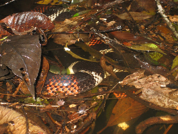 Aquatic coral snake | Project Noah
