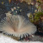 Feather Duster Worm | Project Noah
