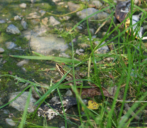 Pool Frog | Project Noah