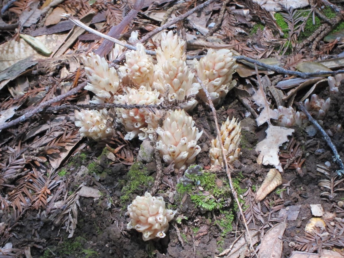 California pine-foot | Project Noah