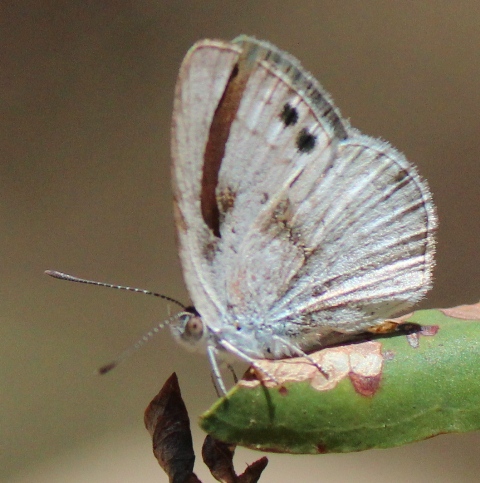 Small Dusky Blue Butterfly | Project Noah