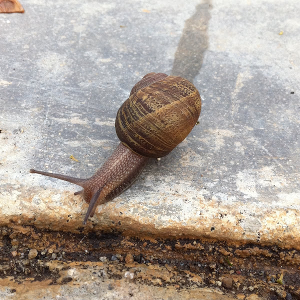 Snail | Project Noah