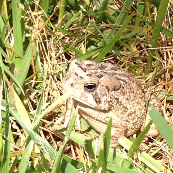 Common toad | Project Noah