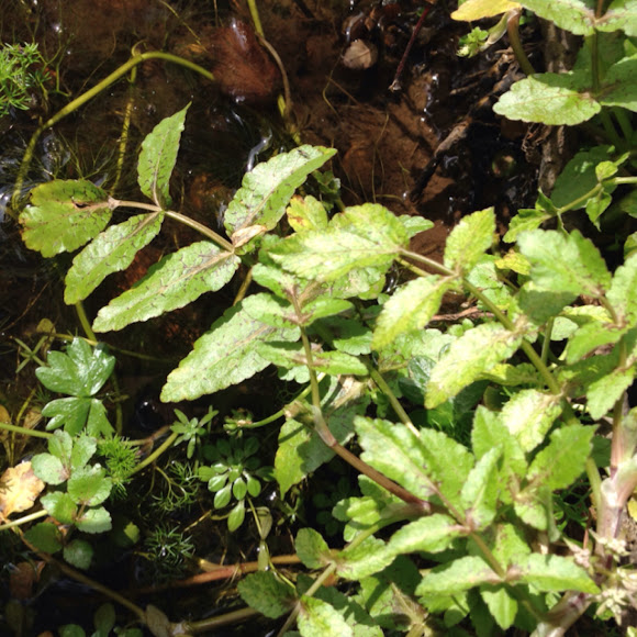 Cutleaf water parsnip | Project Noah