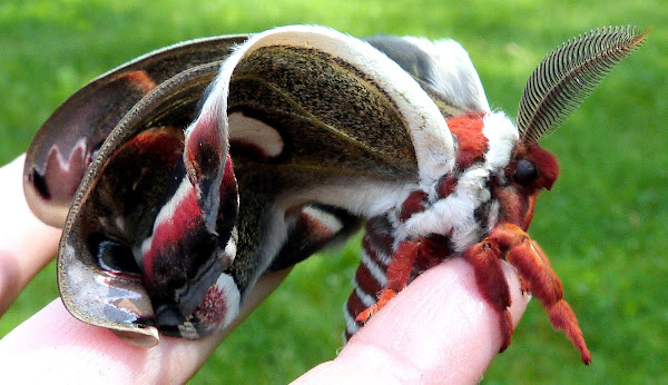Cecropia Moth | Project Noah