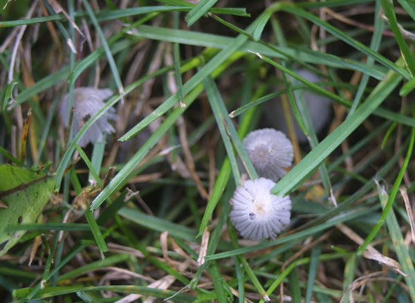 Fairies' Bonnets | Project Noah