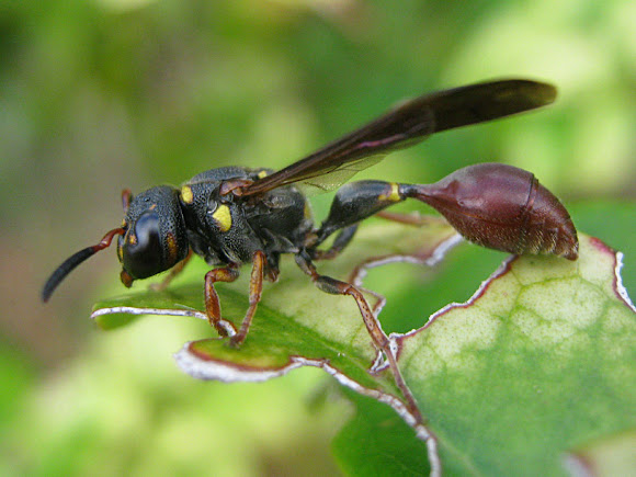 Potter or Mason Wasp | Project Noah