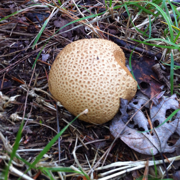Pigskin Poison Puffball | Project Noah