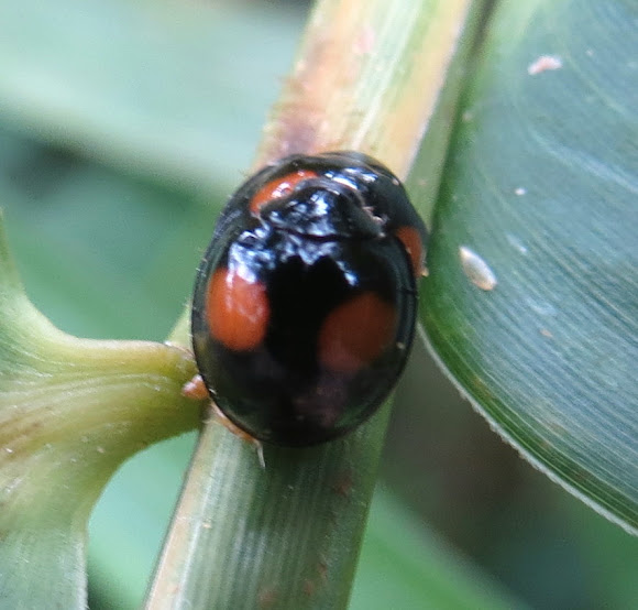Twice-stabbed ladybugs mating | Project Noah