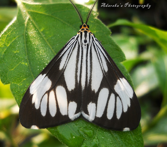 Marbled White Moth | Project Noah
