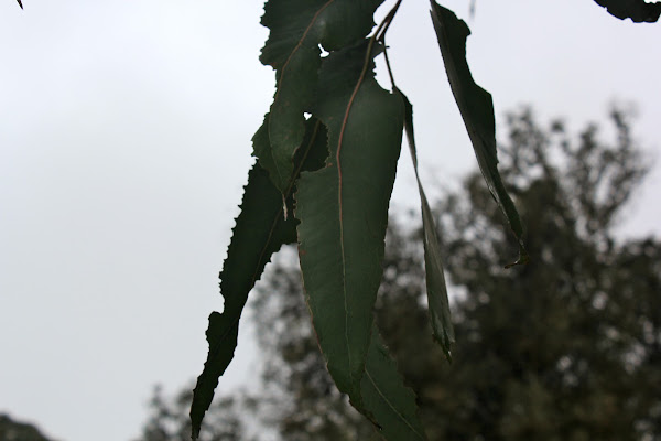 Eucalyptus | Project Noah