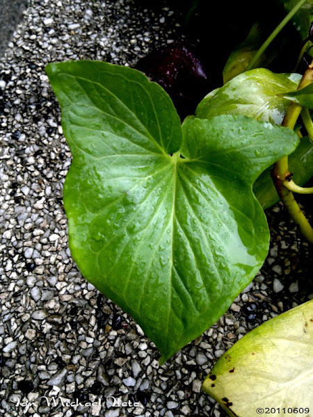 Perennial Dwarf Voodoo Lily | Project Noah