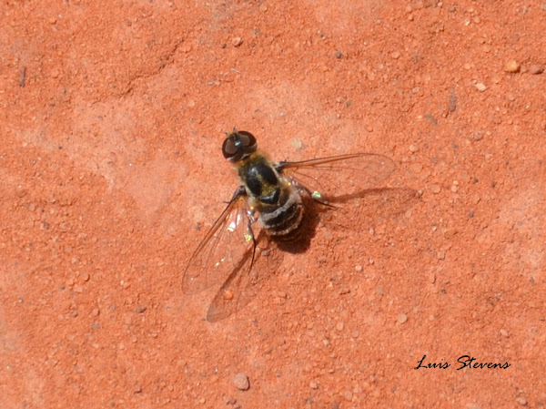 Bee Fly | Project Noah
