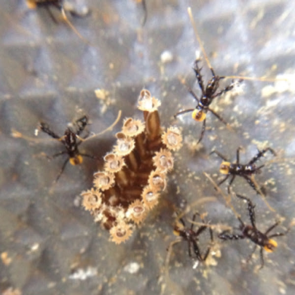 Spined Assassin Bug nymphs | Project Noah