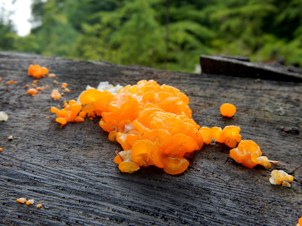 Witches' butter | Project Noah