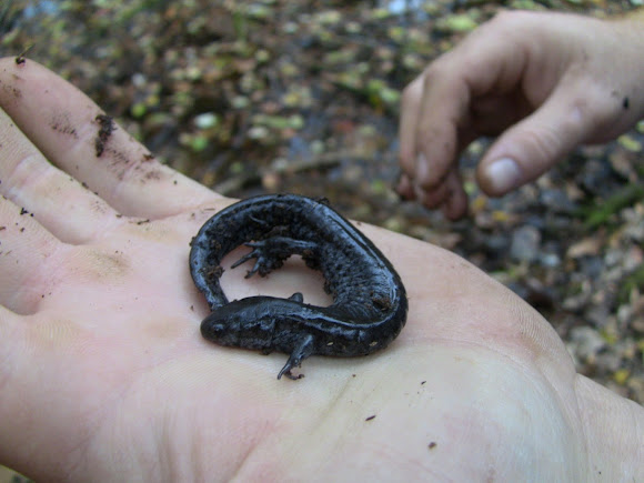 Small Mouth Salamander | Project Noah