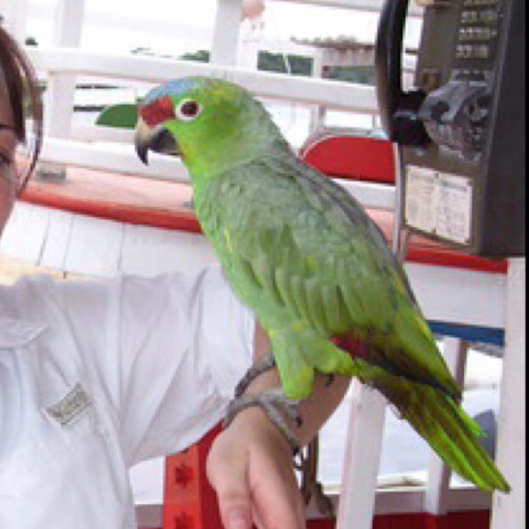 Red-Lored Amazon/ Yellow Cheeked Parrot | Project Noah