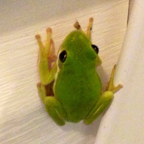 Squirrel Tree Frog | Project Noah