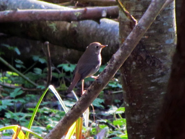 Hermit Thrush | Project Noah