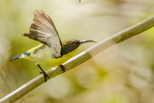Metallic-winged Sunbird | Project Noah