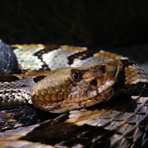 Timber Rattlesnake | Project Noah