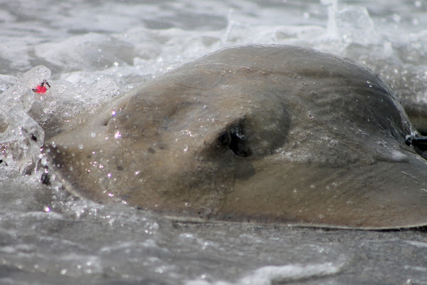 Stingray | Project Noah