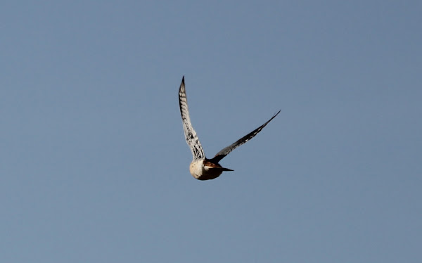 American Kestrel | Project Noah