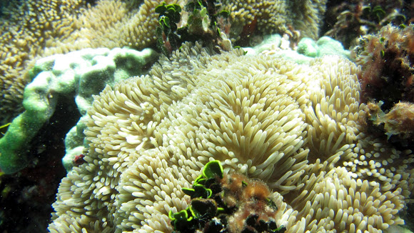 Sun Anemone | Project Noah