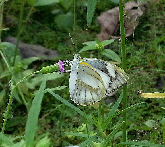 Striped Albatross | Project Noah