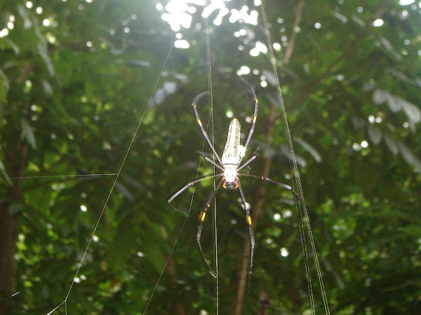 golden silk orb-weaver | Project Noah