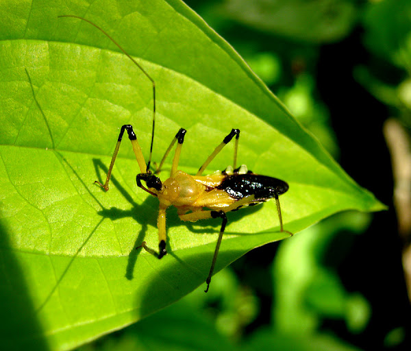 Yellow Assassin Bug | Project Noah