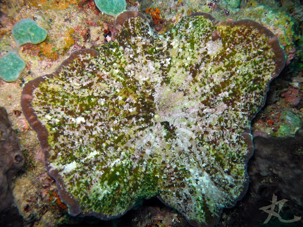 Adhesive Sea Anemone | Project Noah