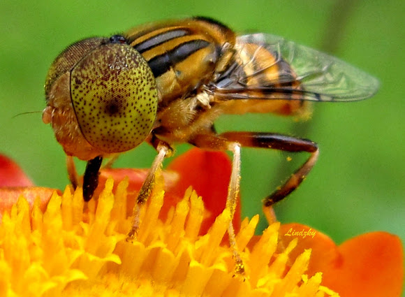 Native Drone Fly | Project Noah