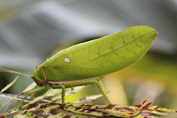 Giant Leaf Katydid | Project Noah
