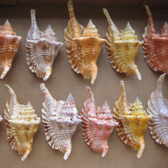 Rooster-tail Conch | Project Noah