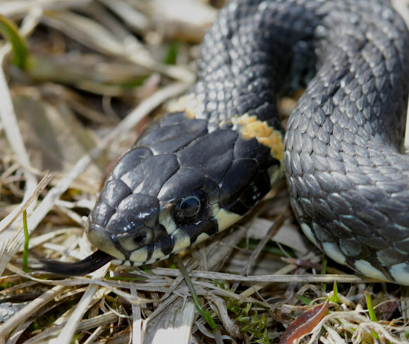 European Grass Snake | Project Noah