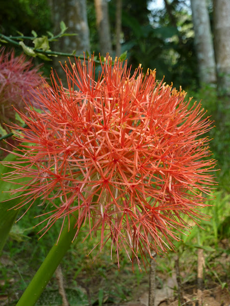 Powder Puff Lily | Project Noah