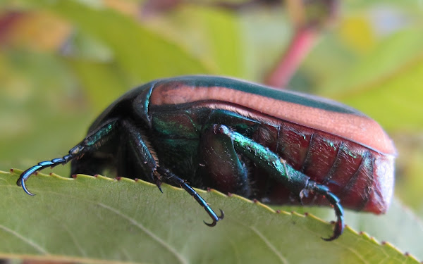 Green Fruit Beetle | Project Noah