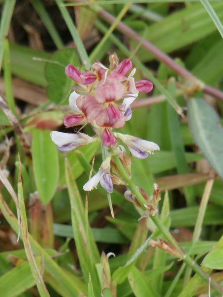 Alyce Clover | Project Noah