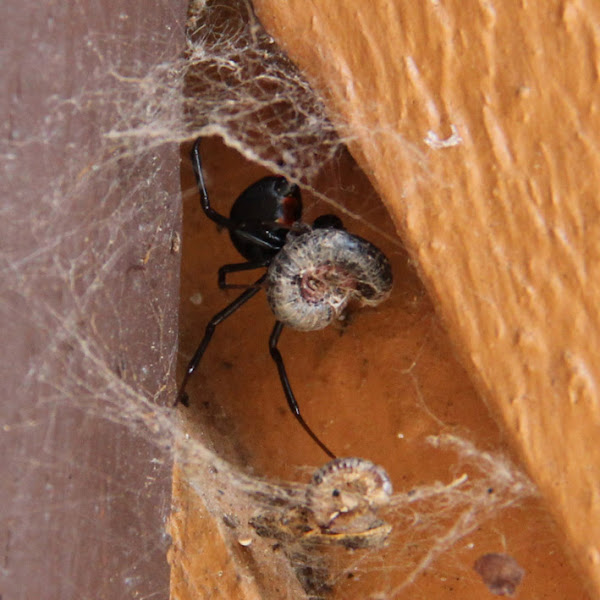 Redback Spider | Project Noah