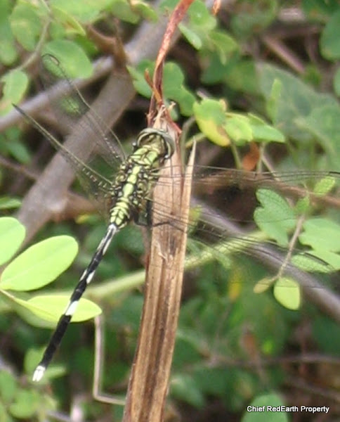 Green Marsh Hawk | Project Noah