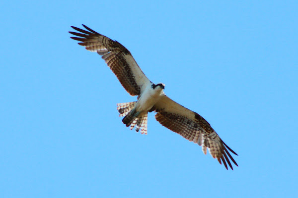 Osprey | Project Noah