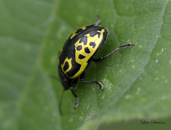 Calligraphy Beetle | Project Noah