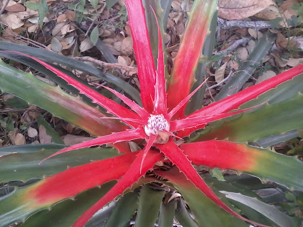 Huapilla | Project Noah