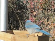 Woodhouse's Scrub-Jay | Project Noah